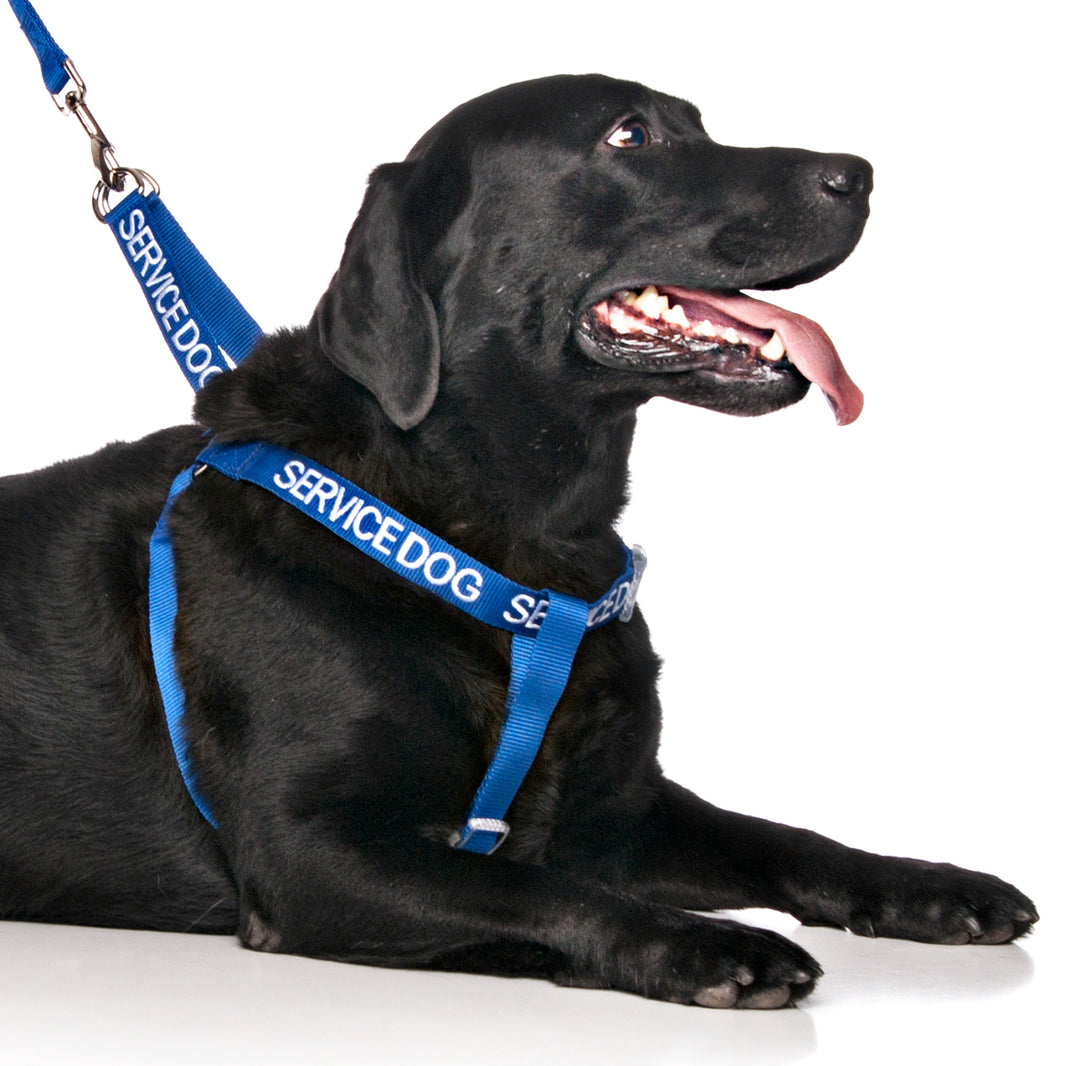 SERVICE DOG – Friendly Dog Collars