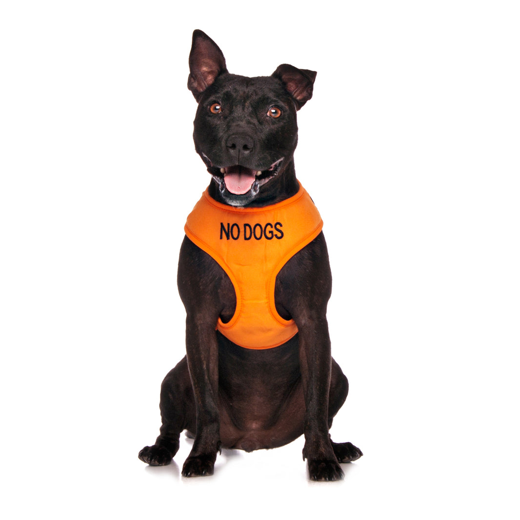 NO DOGS – Friendly Dog Collars